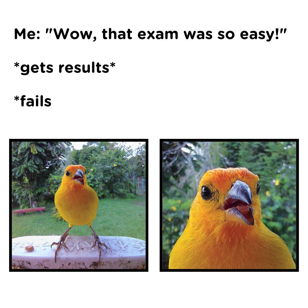 Funny Exam Humor: Bird’s Epic Reaction - Funny Fiasco